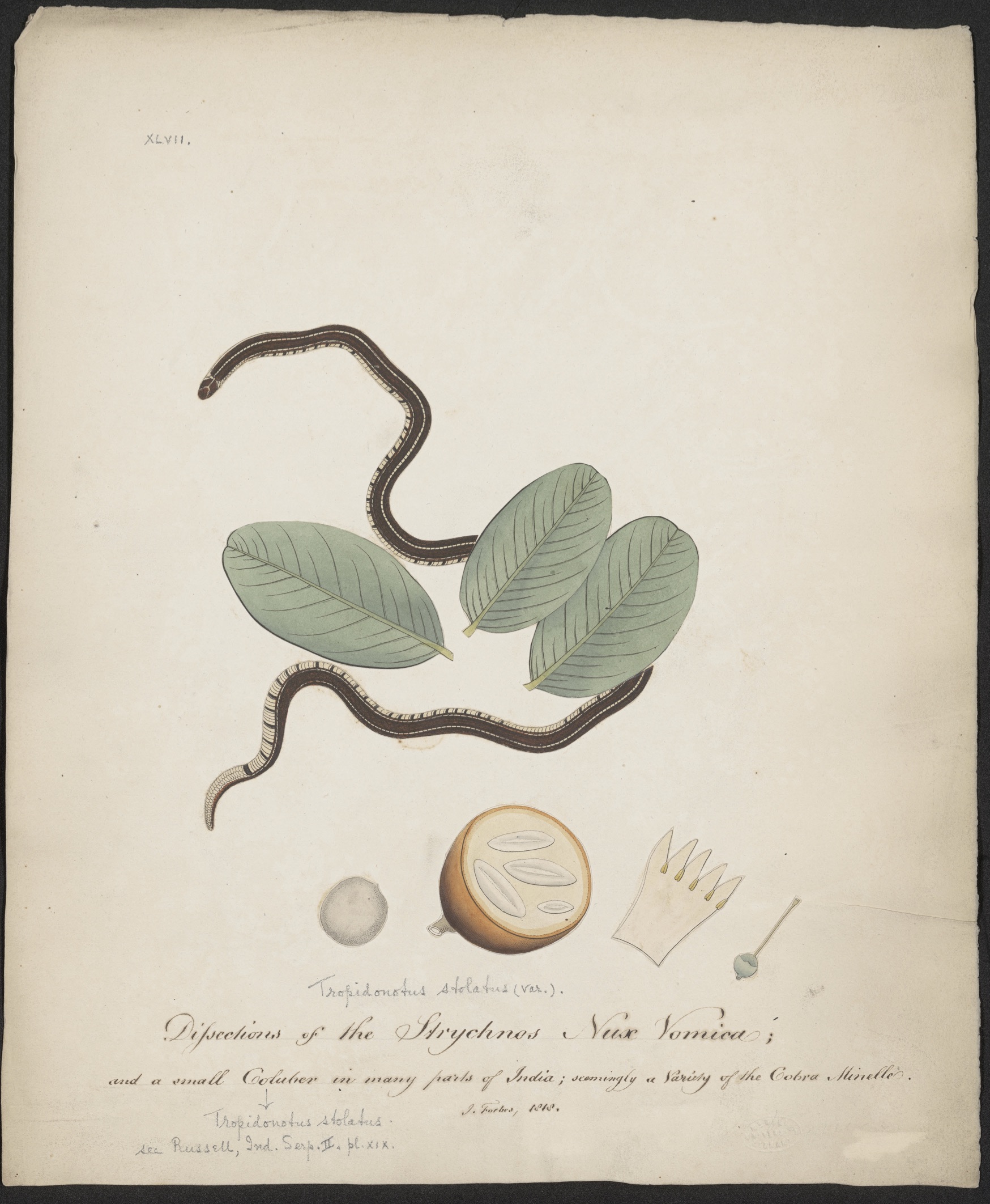 India – Hidden Hands in Colonial Natural Histories